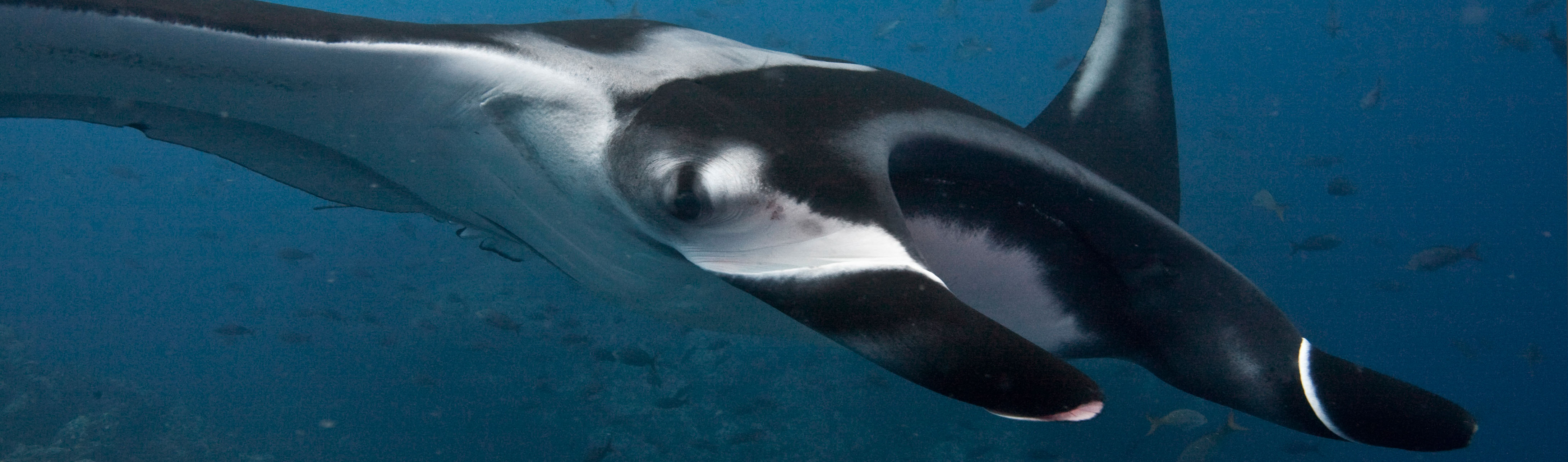 TAUCHEN IN COSTA RICA - Deep Blue Deutsch