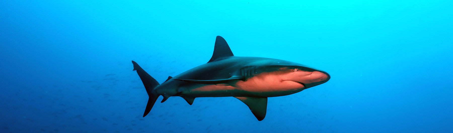 TAUCHEN IN COSTA RICA - Deep Blue Deutsch