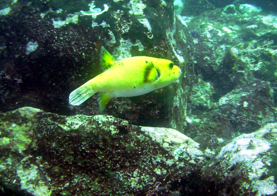 FOTOS - Deep Blue Español