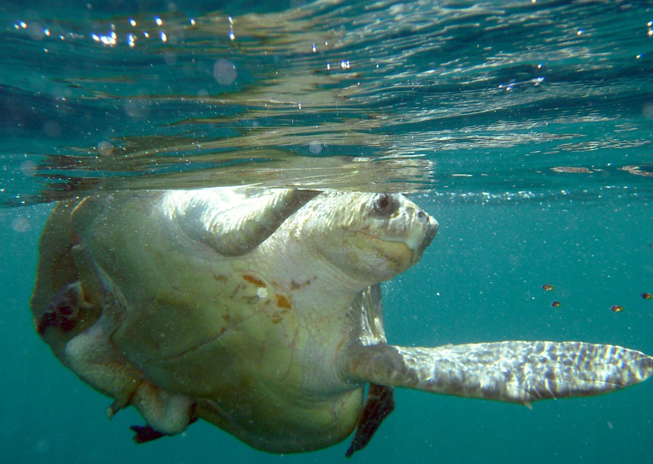 PAPAGAYO DIVE SITES - Deep Blue Diving
