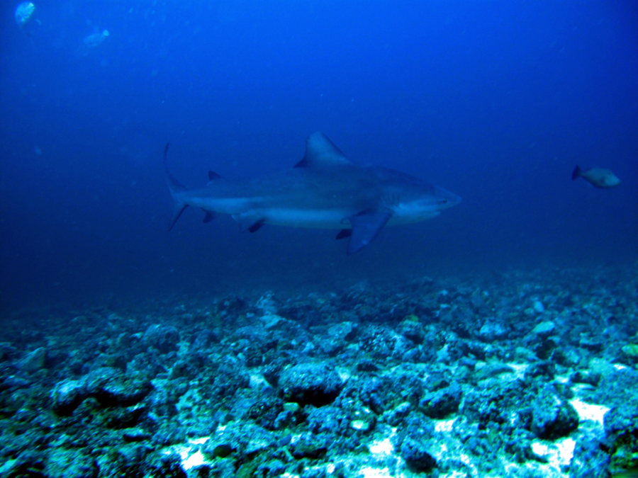 PICTURES - Deep Blue Diving