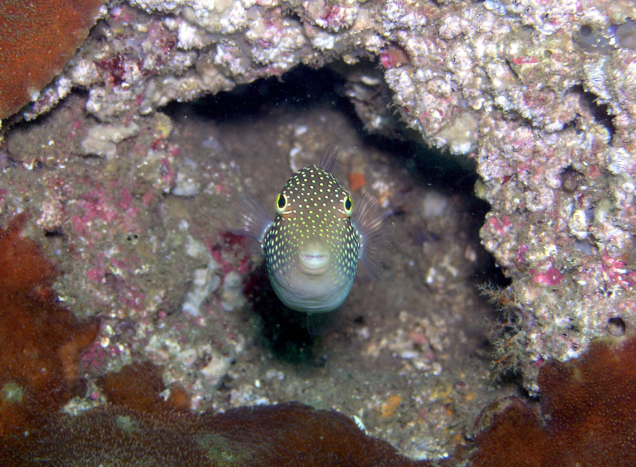 PICTURES - Deep Blue Diving
