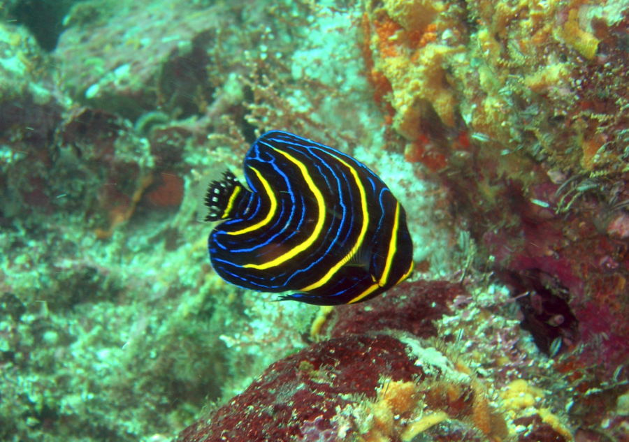 PICTURES - Deep Blue Diving