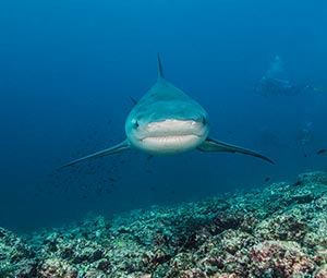 FISH ID DEEP BLUE DIVING - Deep Blue Diving