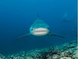 DIVE TRIPS FOR CERTIFIED COSTA RICA - Deep Blue Diving